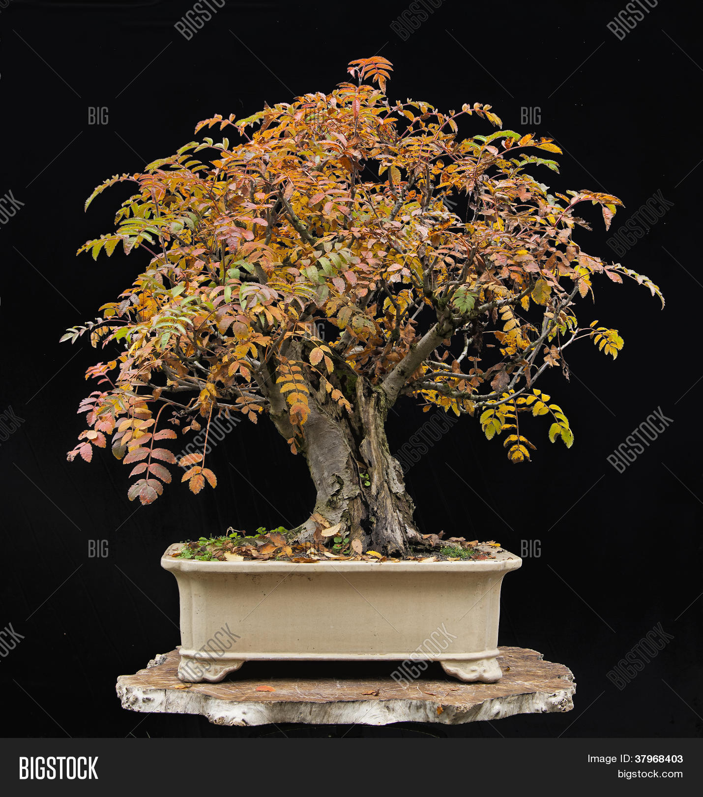 Rowan Bonsai Image & Photo (Free Trial) | Bigstock