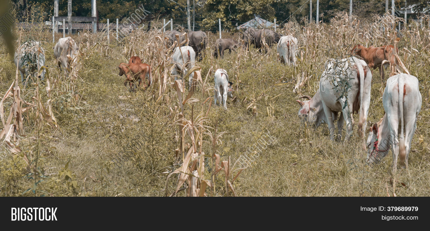 Cows Eating Grass Cow Image & Photo (Free Trial) | Bigstock