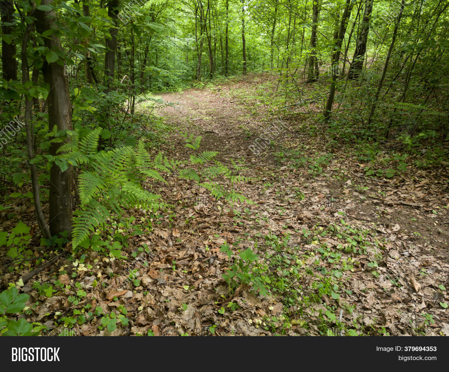 Old Dirt Road Through Image & Photo (Free Trial) | Bigstock