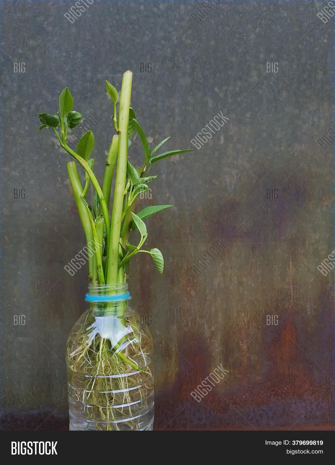 Ipomoea Aquatica Semi- Image & Photo (Free Trial) | Bigstock