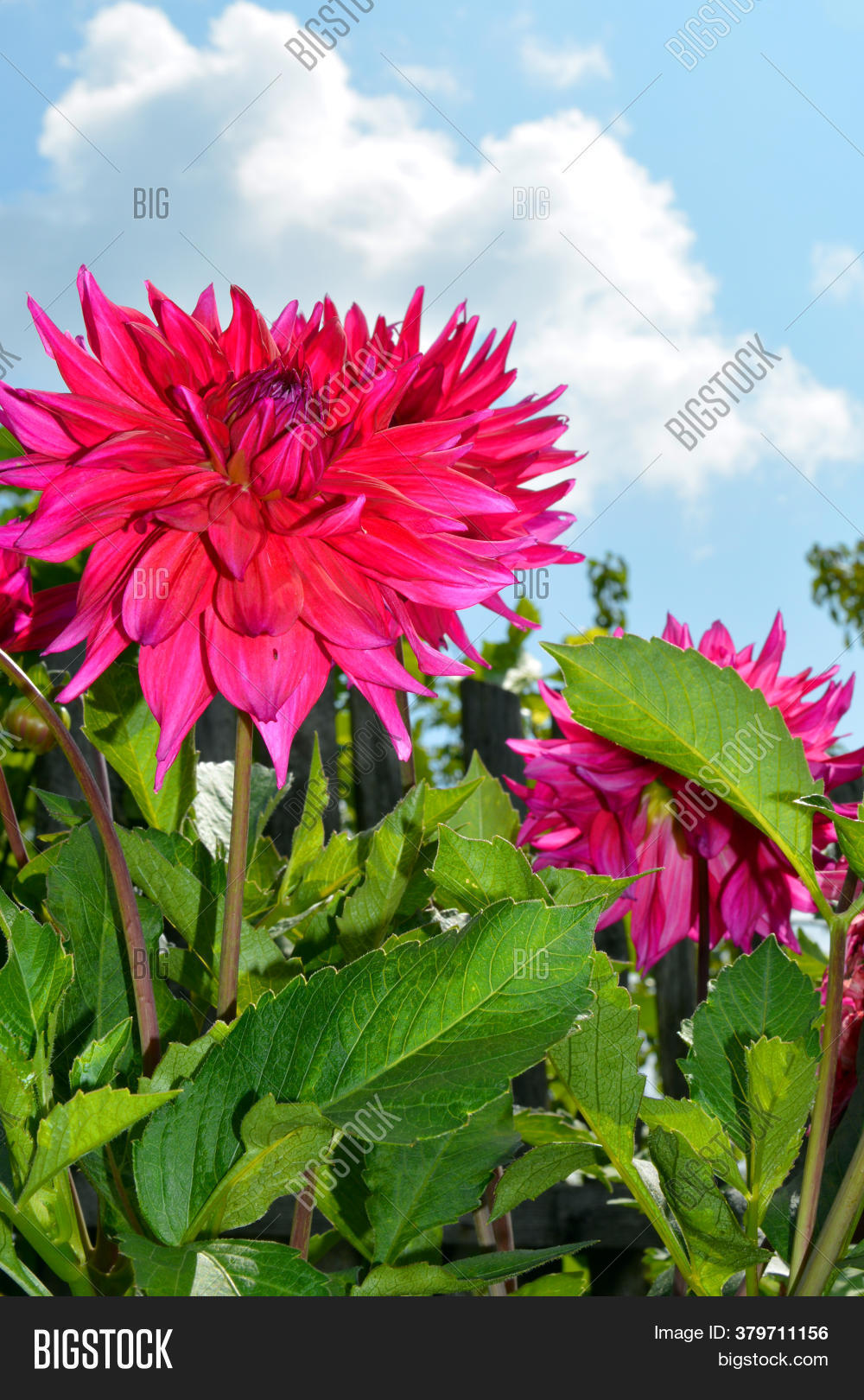 Dahlia Flowers Close- Image & Photo (Free Trial) | Bigstock