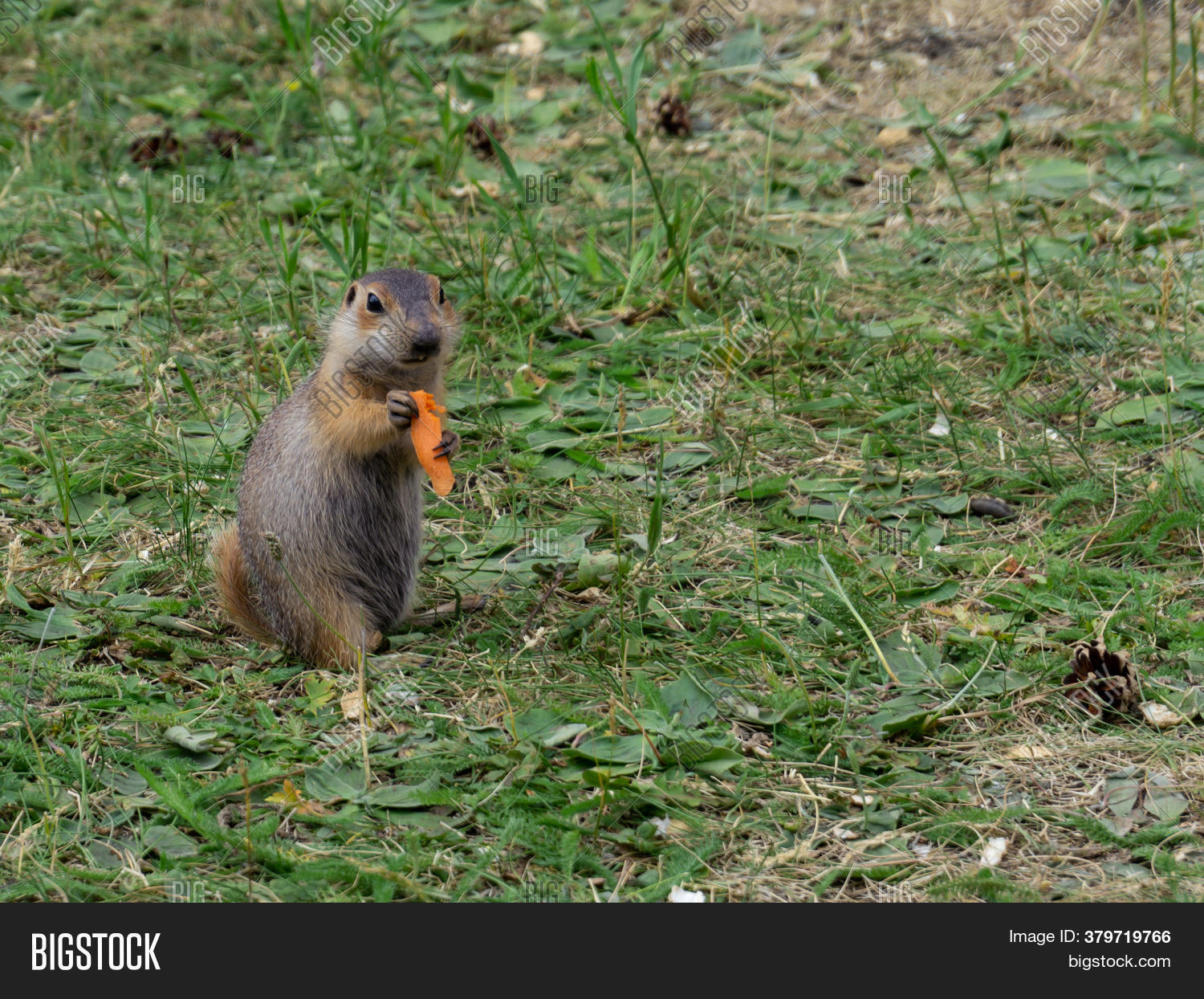 Funny Gopher Holds Image & Photo (Free Trial) | Bigstock