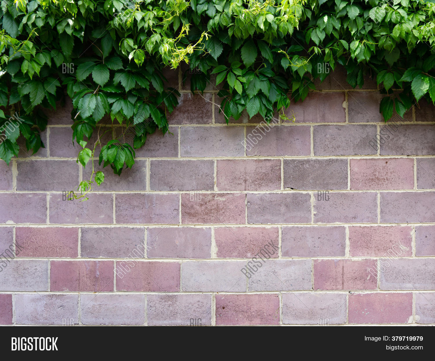 Ivy Growing On Brick Image & Photo (Free Trial) | Bigstock