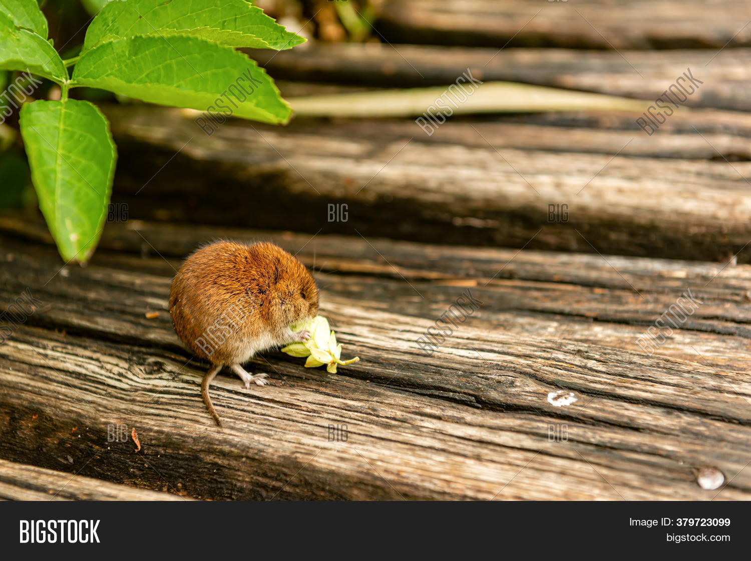 Close- Mouse Sitting Image & Photo (Free Trial) | Bigstock