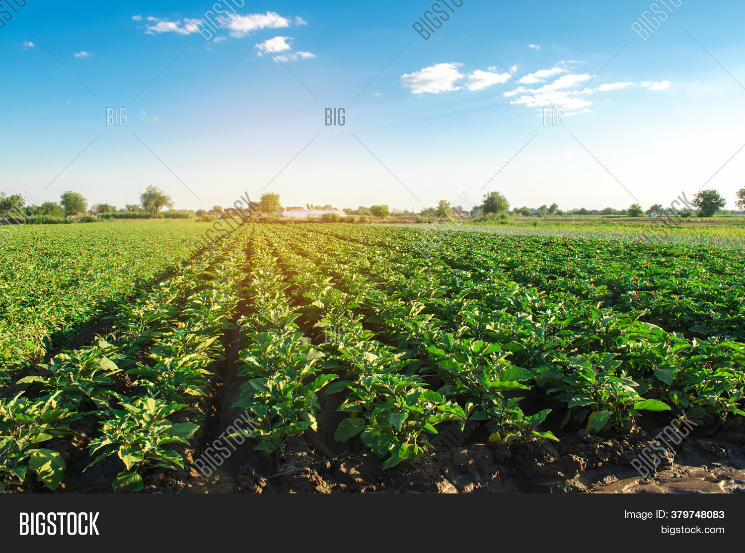 Eggplant Plantations Image & Photo (Free Trial) | Bigstock