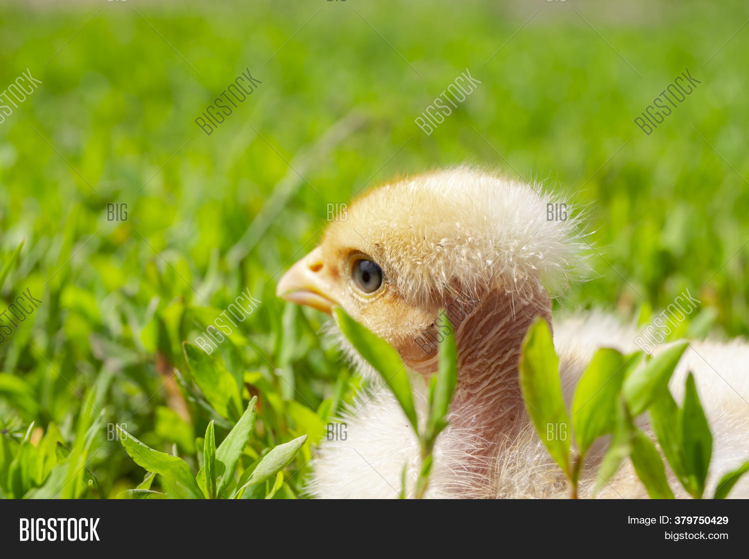 Naked Neck Chicken On Image & Photo (Free Trial) | Bigstock