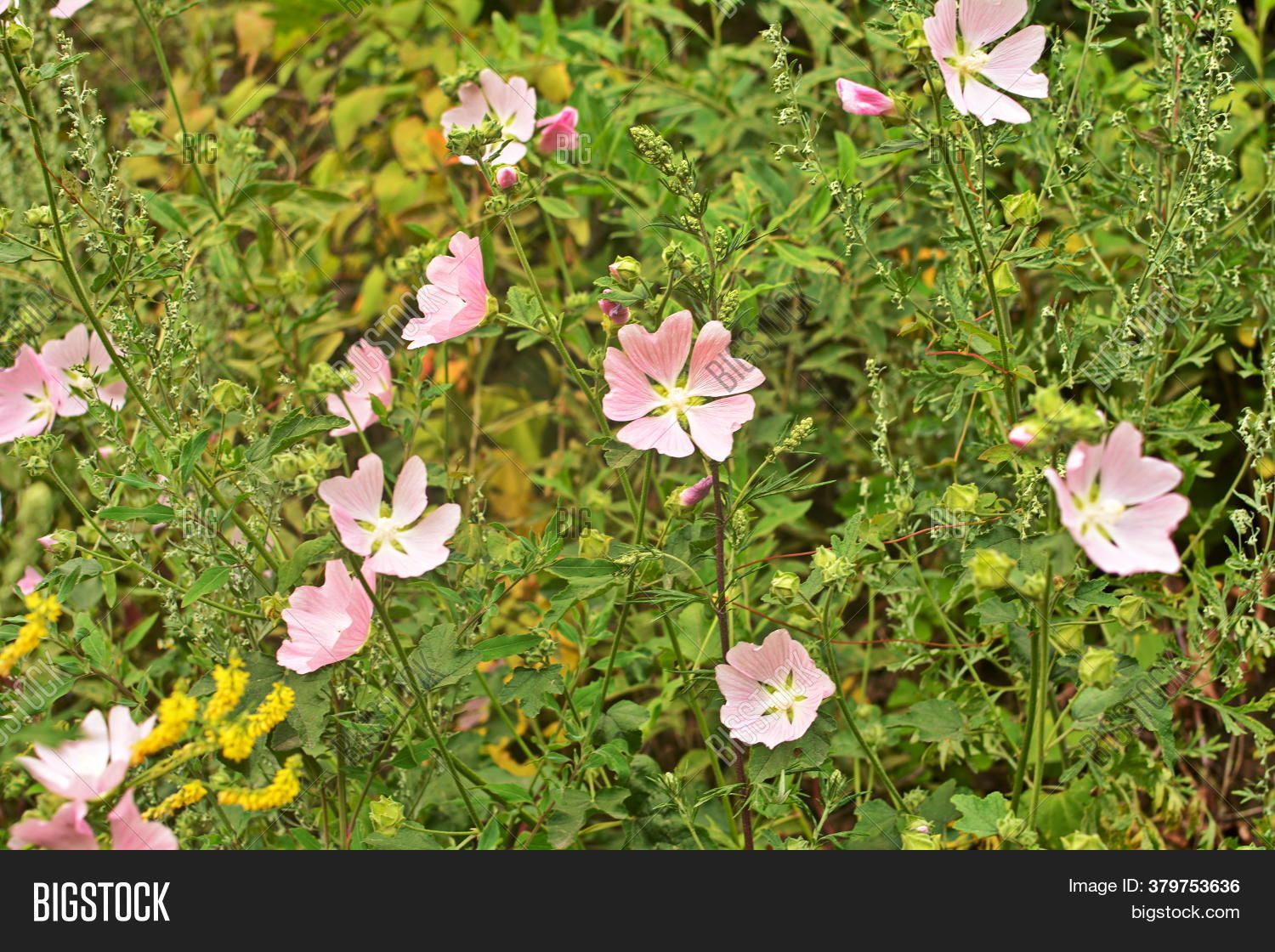 Wild Mallow Summer Image & Photo (Free Trial) | Bigstock