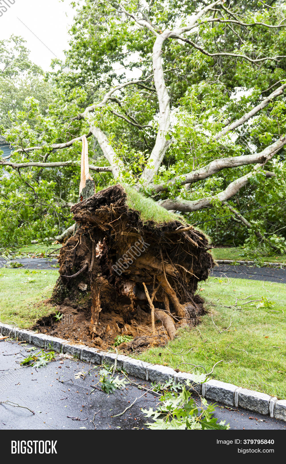 Tree Toppled Over Image & Photo (Free Trial) | Bigstock