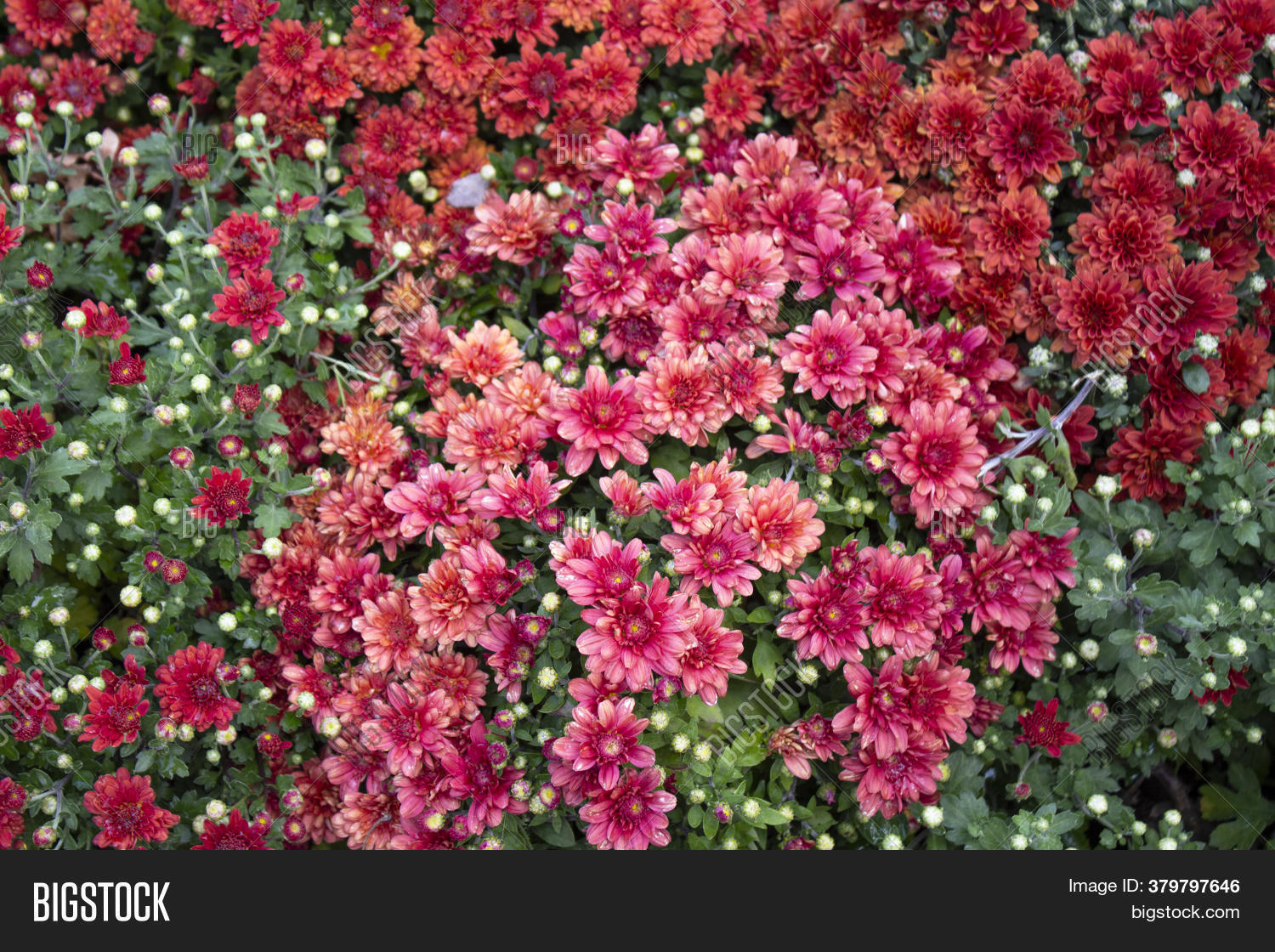 Red Daisy Flower. Image & Photo (Free Trial) | Bigstock
