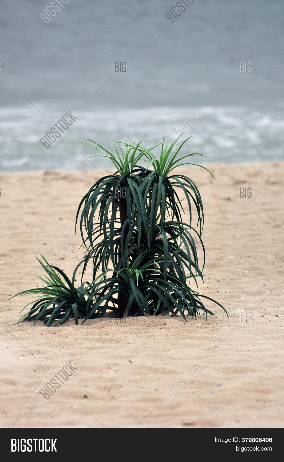 Tall Plant Sand By Sea Image & Photo (Free Trial) | Bigstock