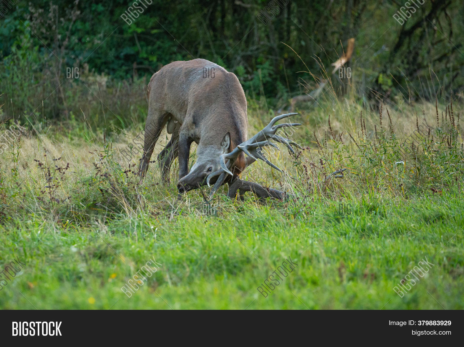Red Deer Nature Image & Photo (Free Trial) | Bigstock