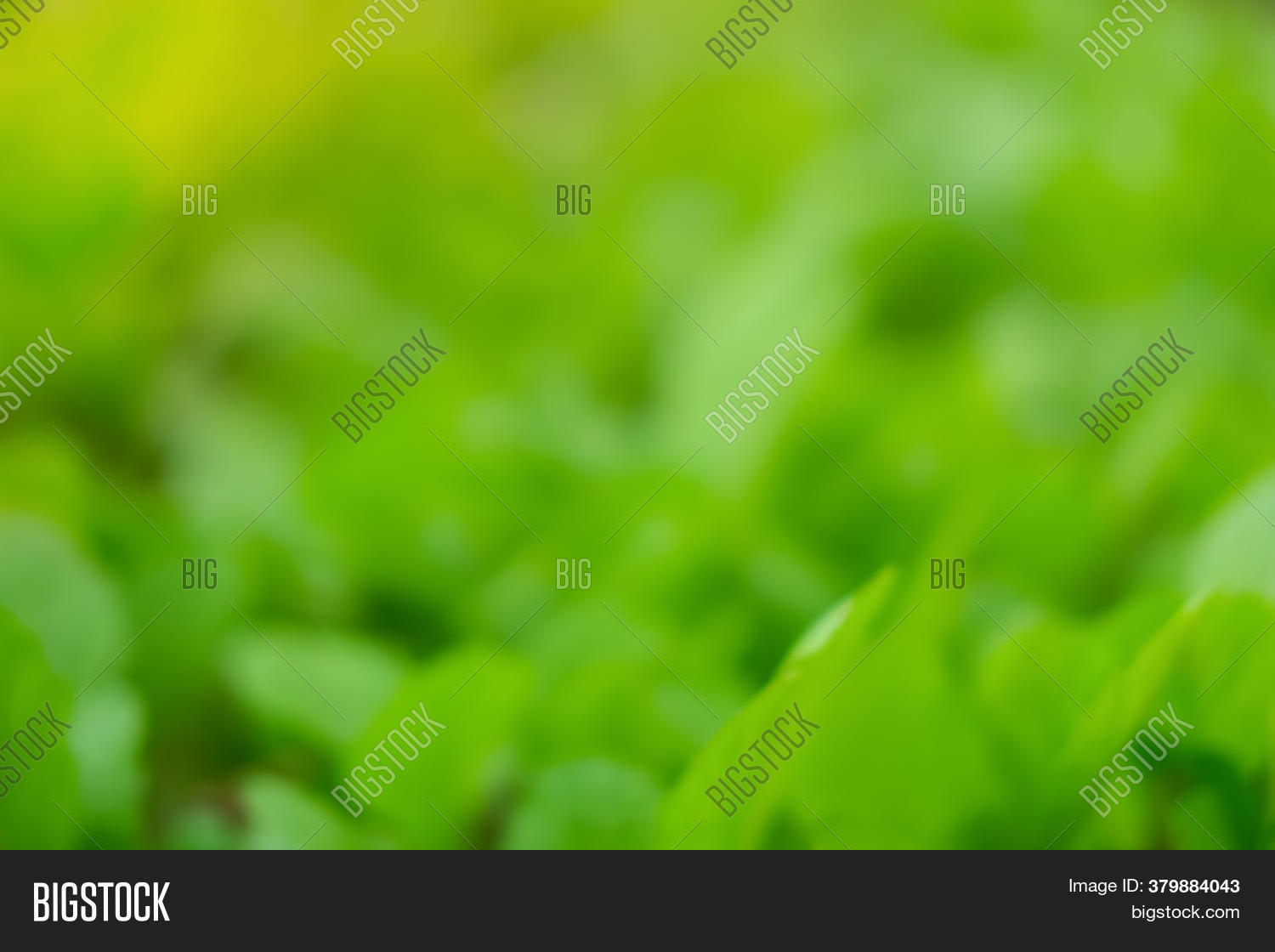 Blurred Green Nature Image & Photo (Free Trial) | Bigstock