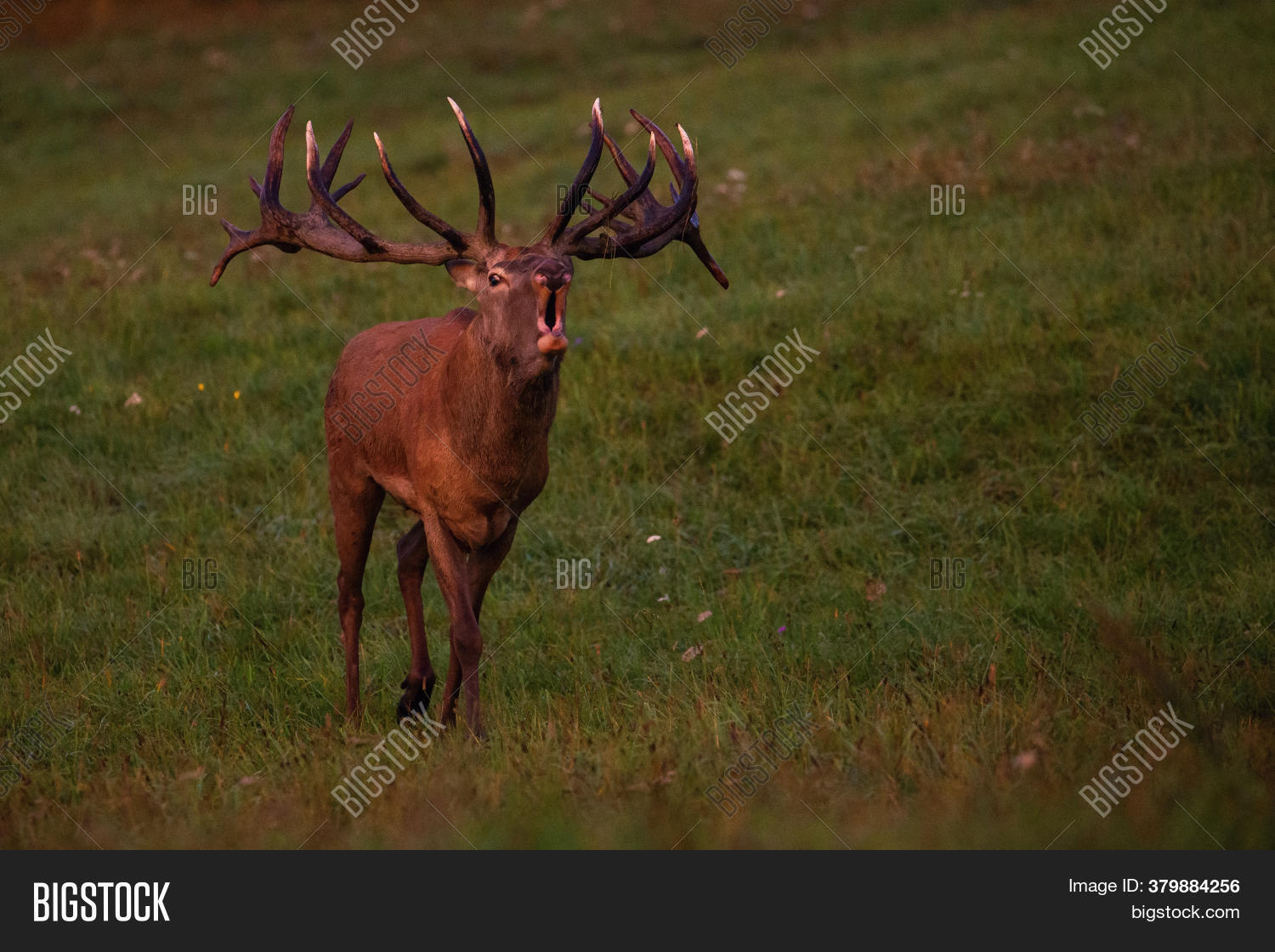Red Deer Nature Image & Photo (Free Trial) | Bigstock