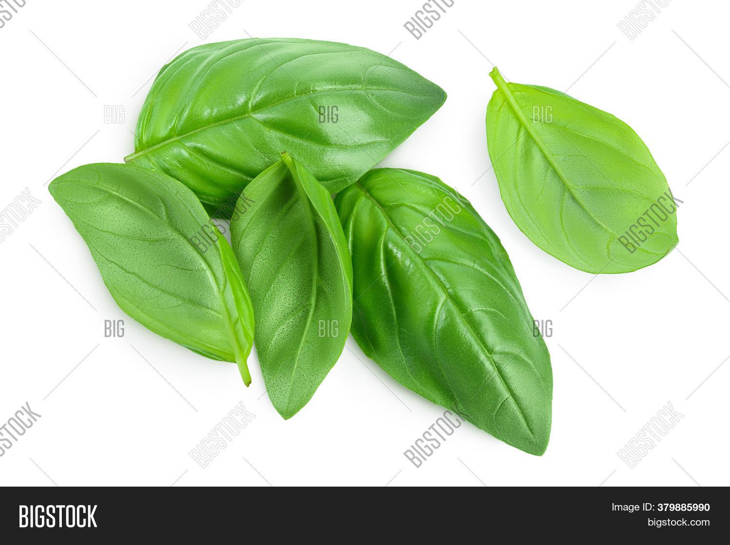 Fresh Basil Leaf Image & Photo (Free Trial) | Bigstock