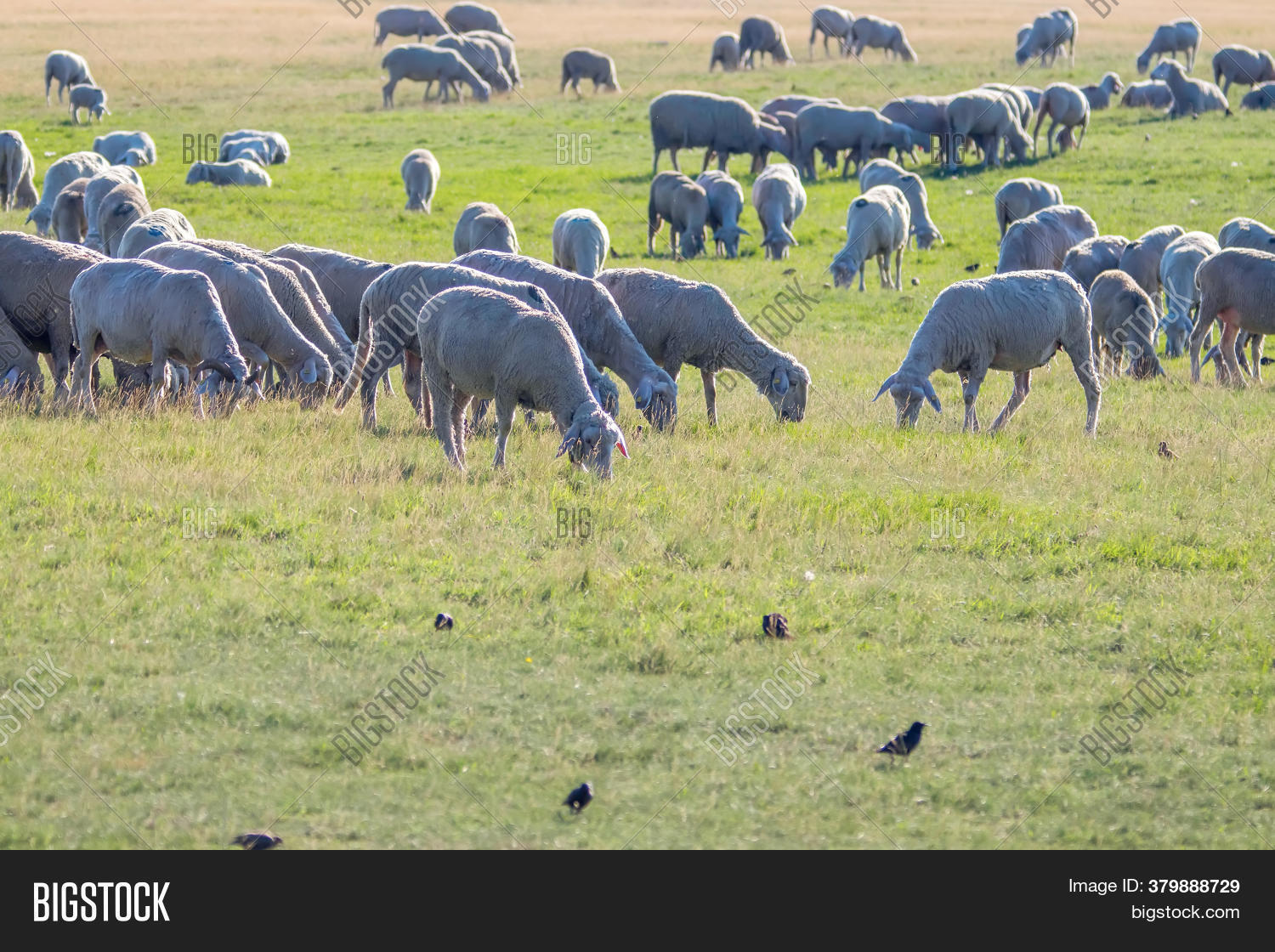 Flock Sheep, Sheep On Image & Photo (Free Trial) | Bigstock