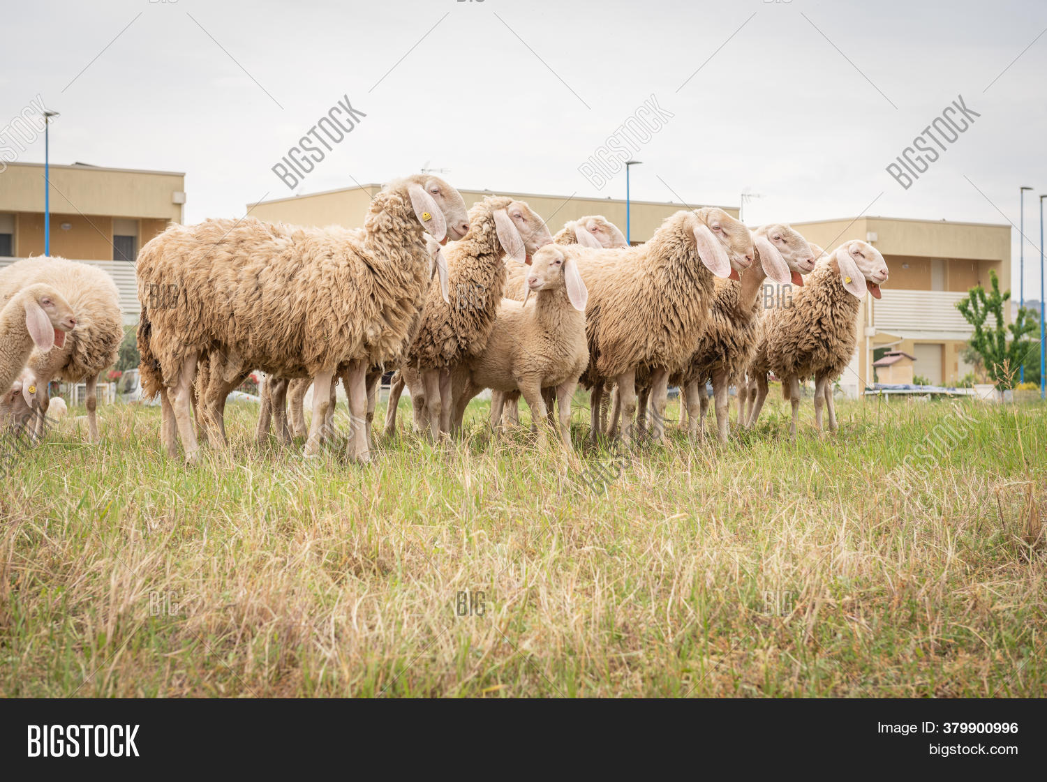 Sheep Grazing Row, Image & Photo (Free Trial) | Bigstock