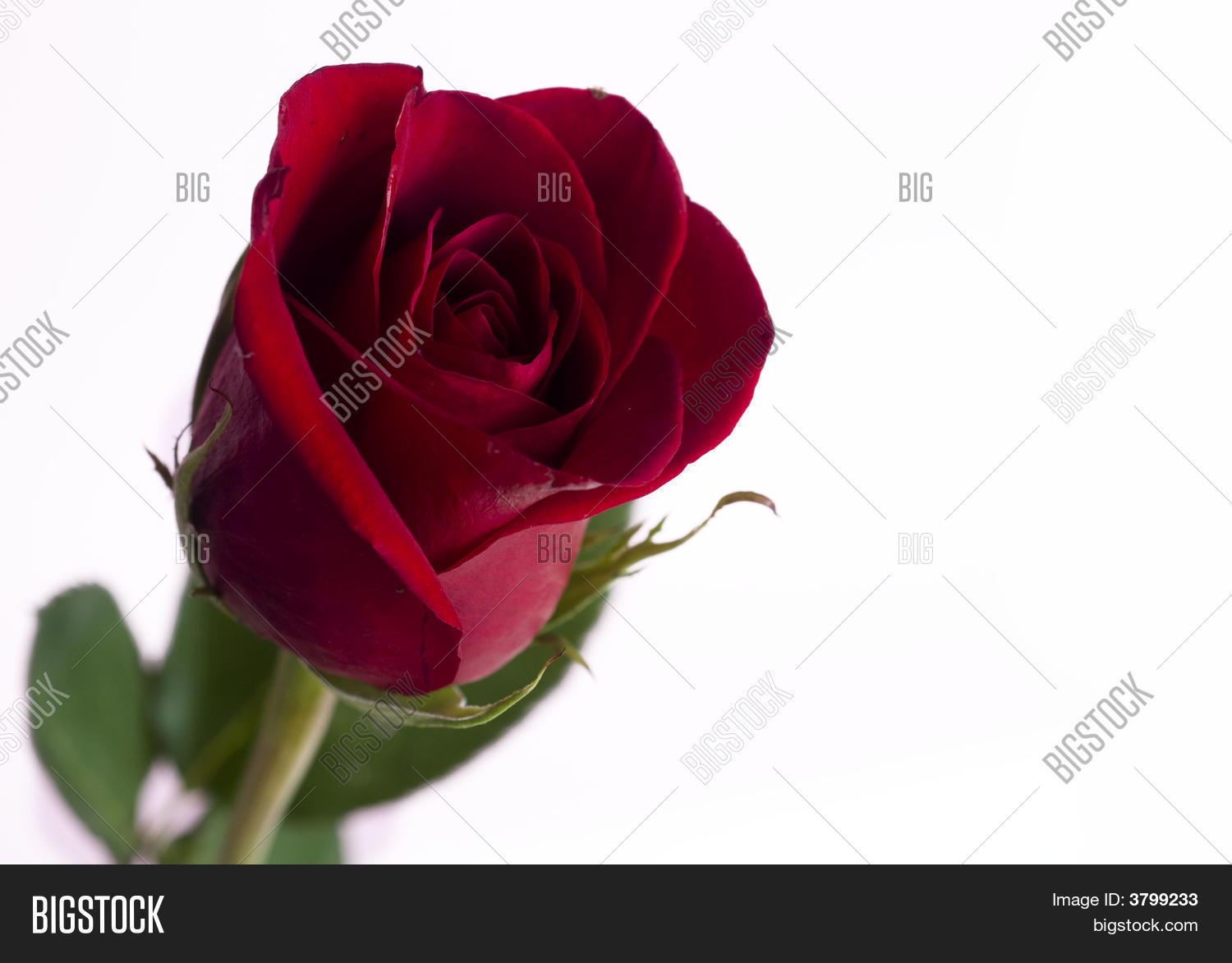 Beautiful Single Red Image & Photo (Free Trial) | Bigstock