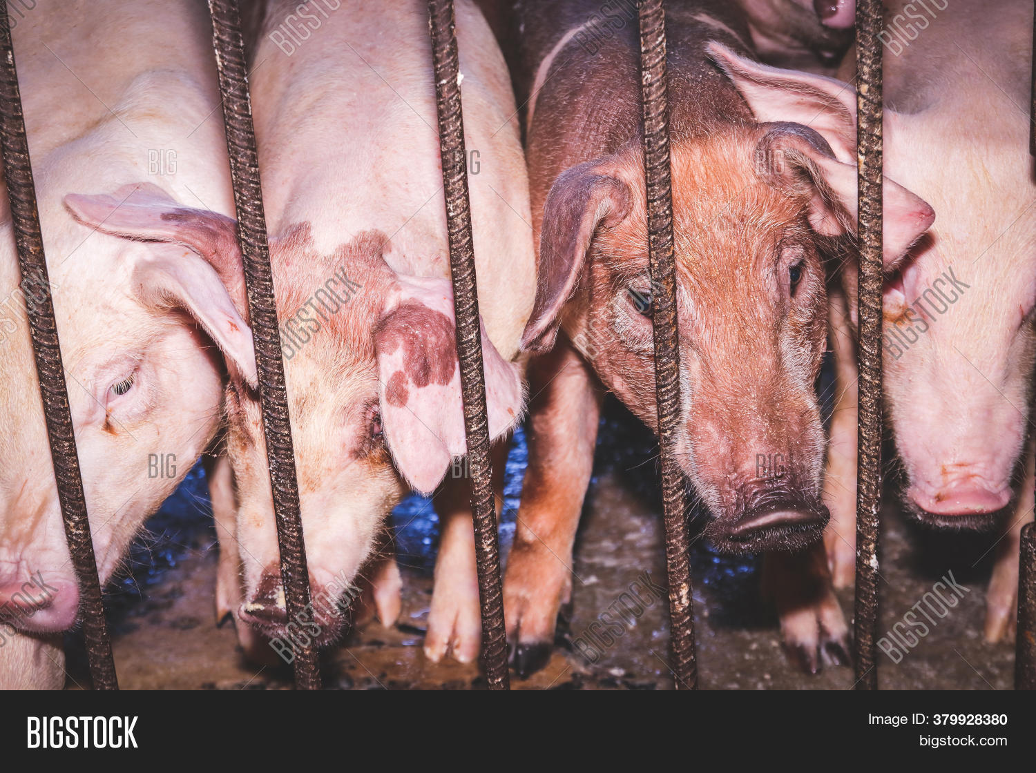 Many Small Piglets On Image & Photo (Free Trial) | Bigstock