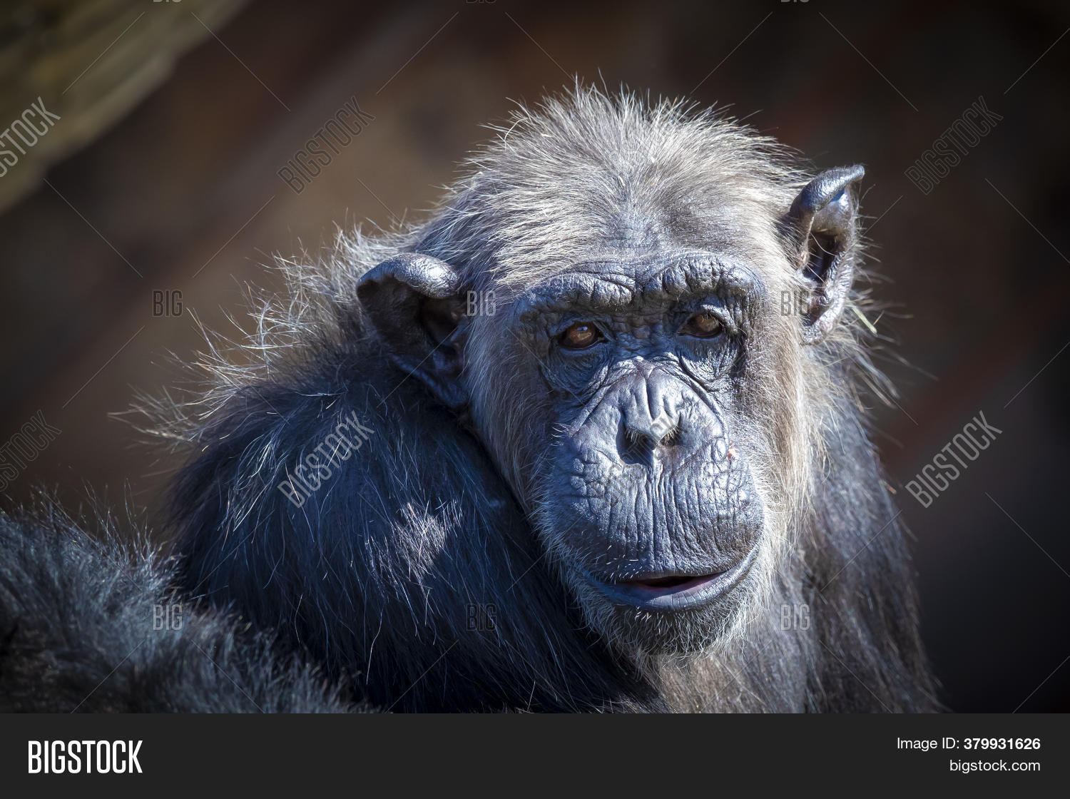Old Chimpanzee Resting Image & Photo (Free Trial) | Bigstock