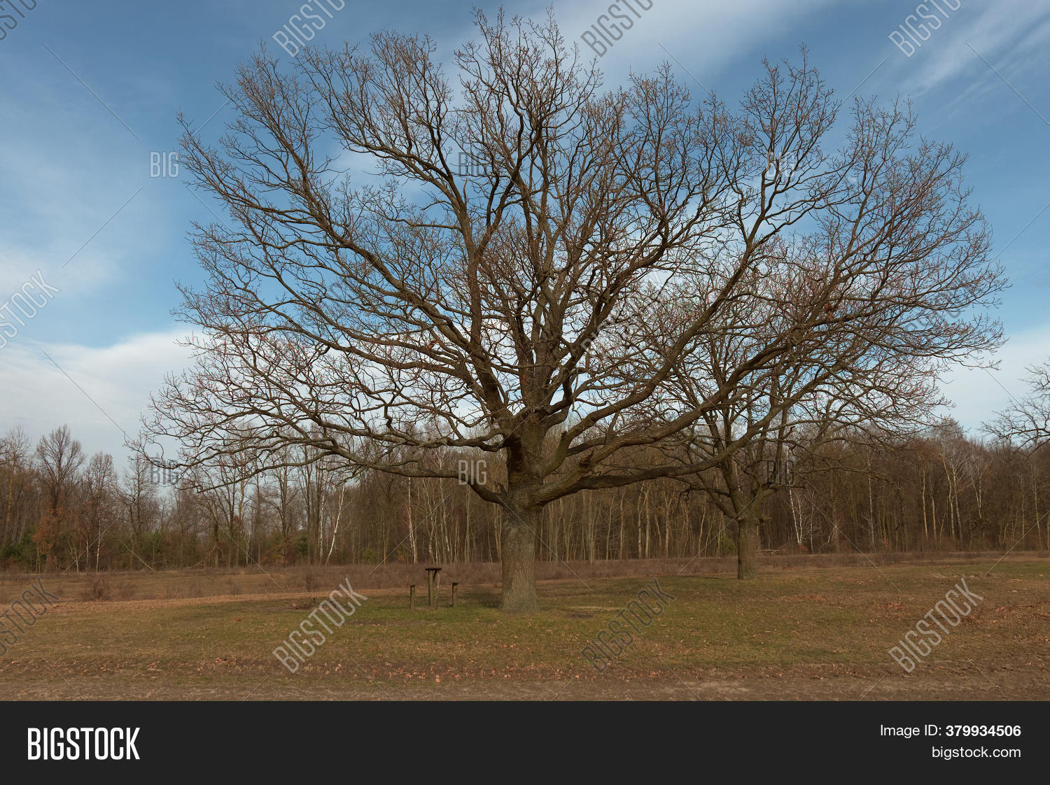 Two Beautiful Branched Image & Photo (Free Trial) | Bigstock