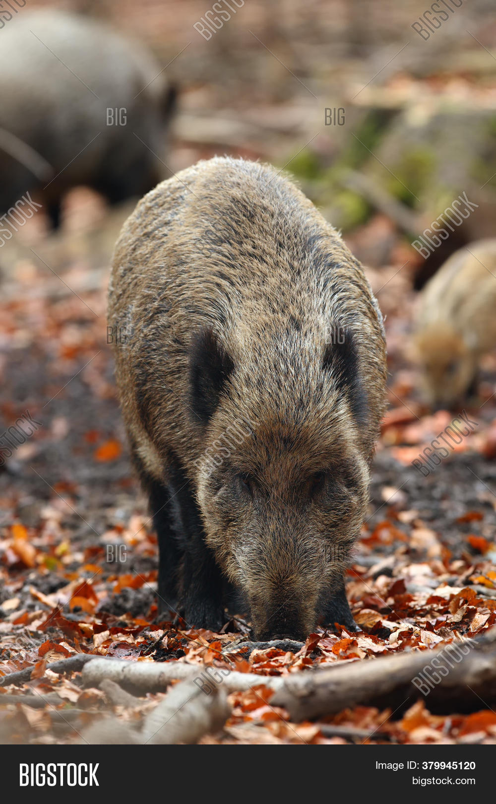 Wild Boar (sus Scrofa Image & Photo (Free Trial) | Bigstock