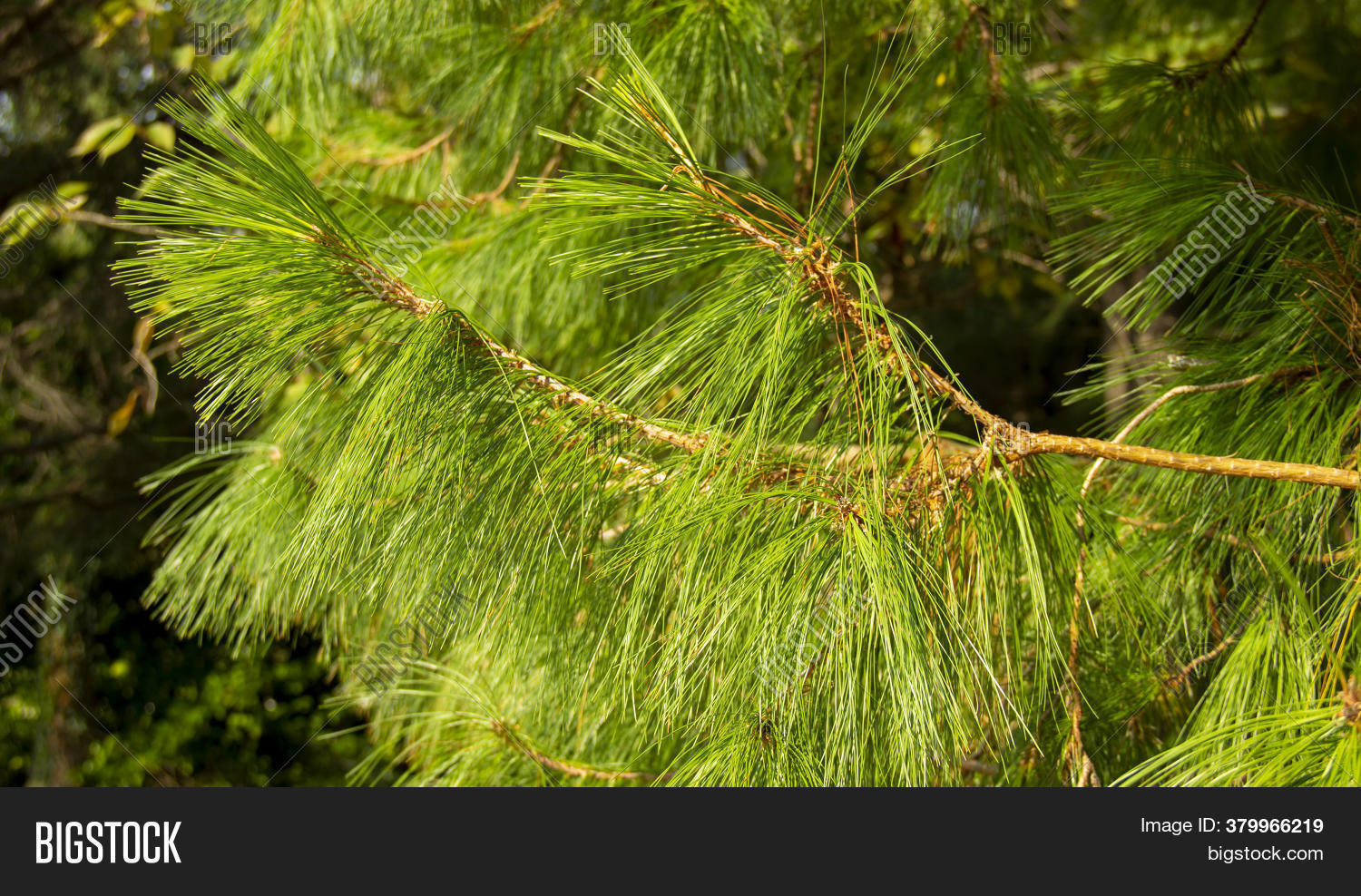 Pinus Patula. Pinus Image & Photo (Free Trial) | Bigstock