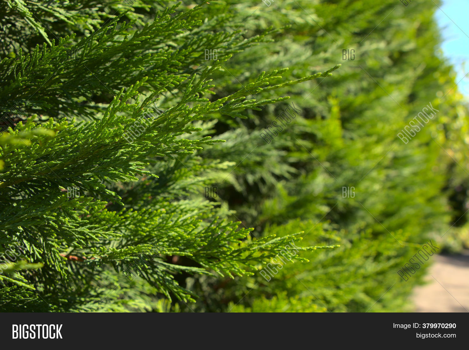Branches Green Thuja. Image & Photo (Free Trial) | Bigstock