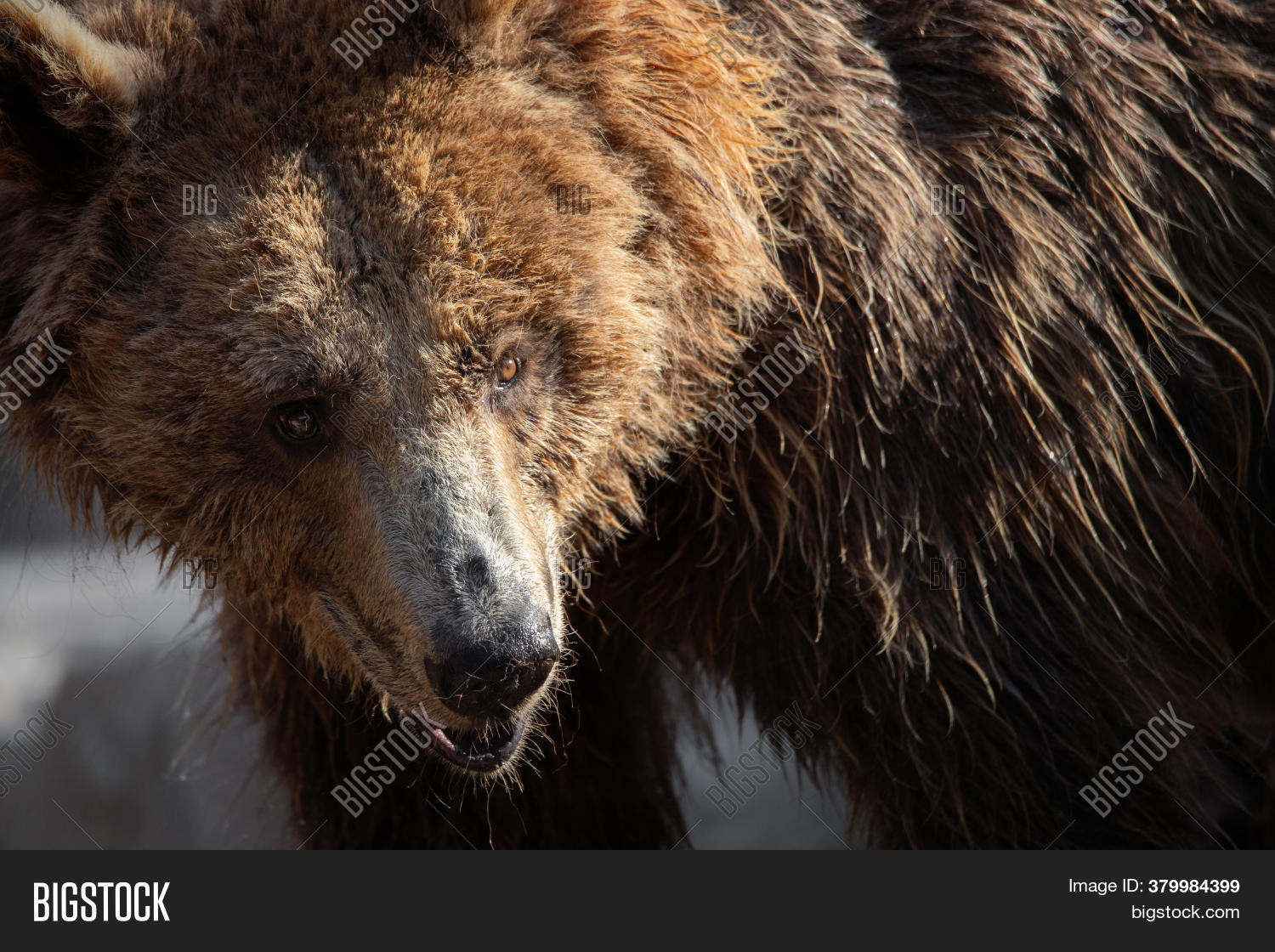Close Face Portrait Image & Photo (Free Trial) | Bigstock