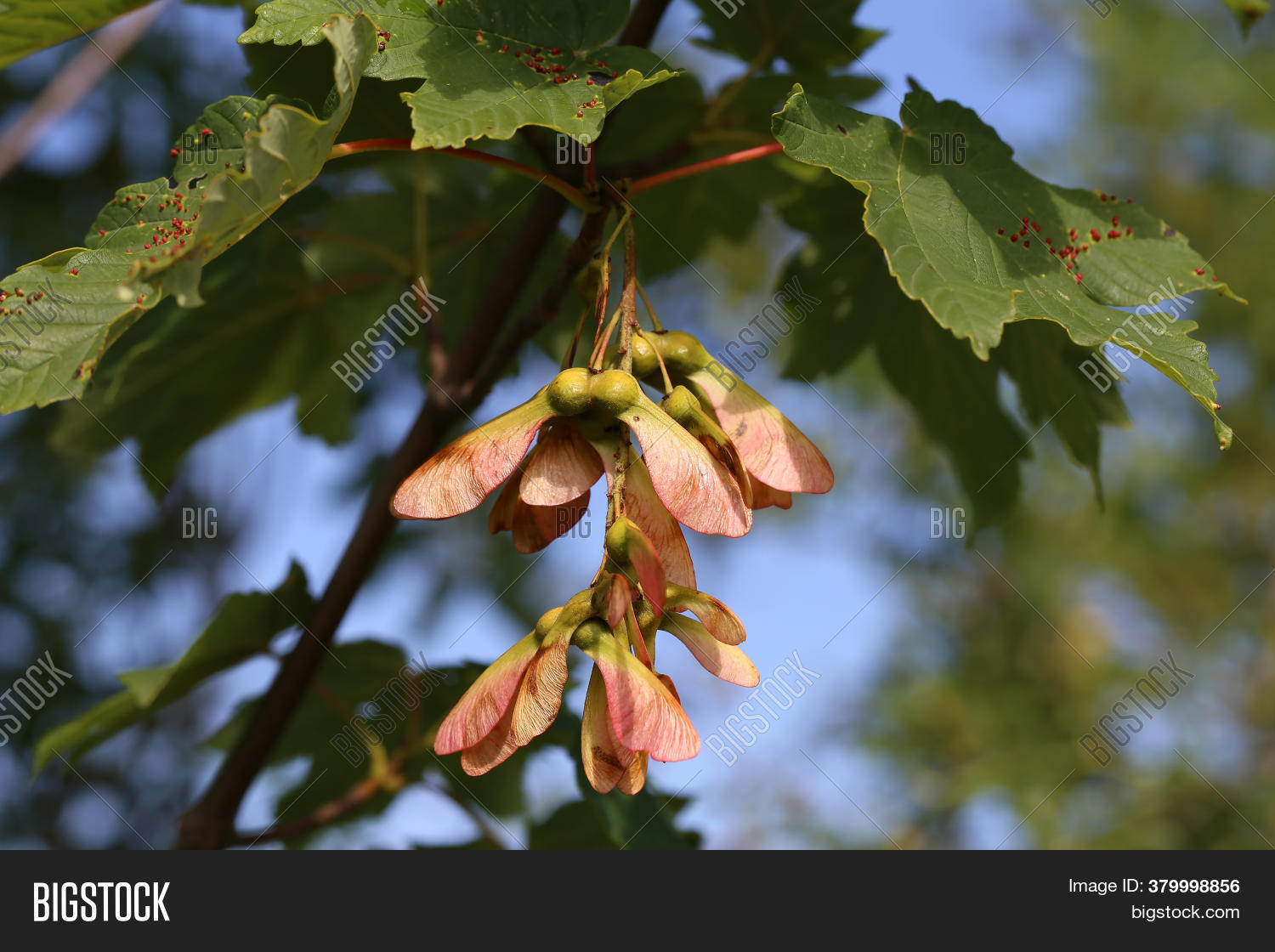 Group Maple Seeds Image & Photo (Free Trial) | Bigstock