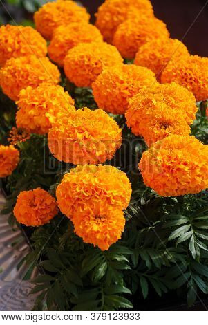 Marigolds Orange Color Image & Photo (Free Trial) | Bigstock