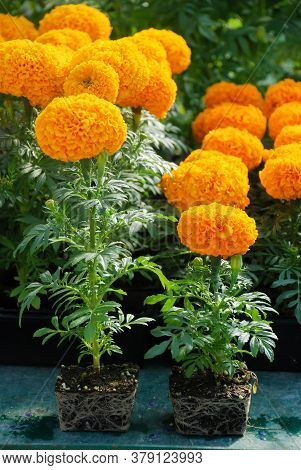 Marigolds Orange Color Image & Photo (Free Trial) | Bigstock