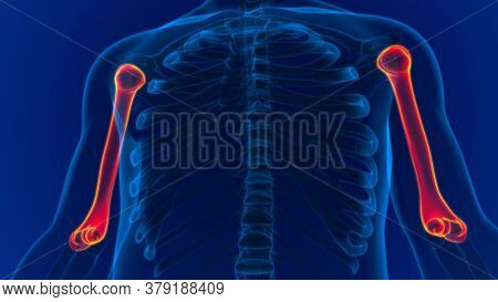 Human Skeleton Anatomy Image & Photo (Free Trial) | Bigstock