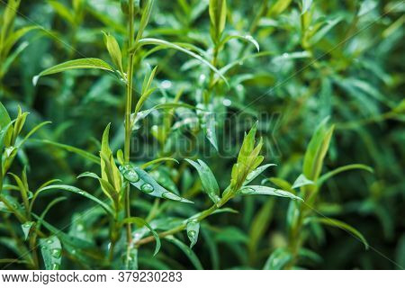 Greenery Texture Image & Photo (Free Trial) | Bigstock