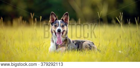 Koolie Australian Image & Photo (Free Trial) | Bigstock