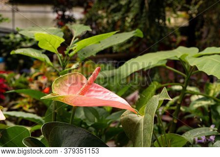 Anthurium Tropical Image & Photo (Free Trial) | Bigstock