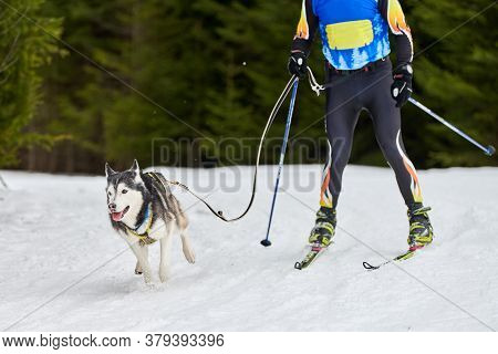 Skijoring Dog Racing. Image & Photo (Free Trial) | Bigstock