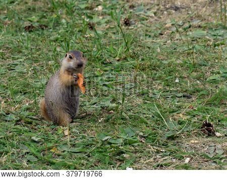 Funny Gopher Holds Image & Photo (Free Trial) | Bigstock