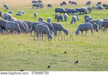 Flock Sheep, Sheep On Image & Photo (Free Trial) | Bigstock