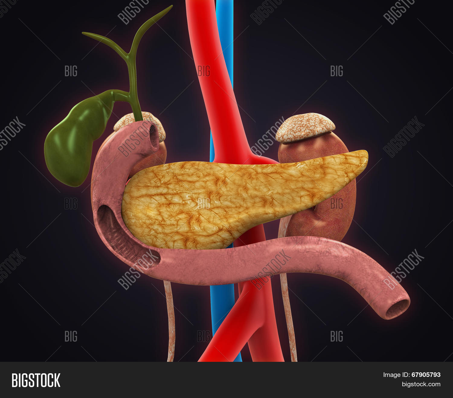 Pancreas, Gallbladder Image & Photo (Free Trial) | Bigstock