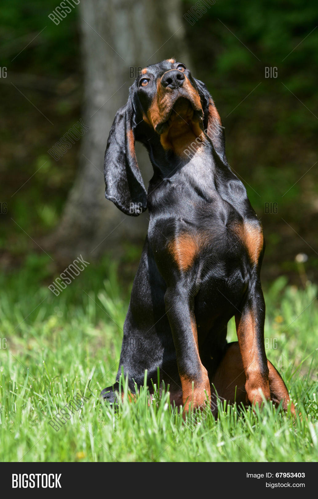 Black Tan Coonhound Image & Photo (Free Trial) | Bigstock