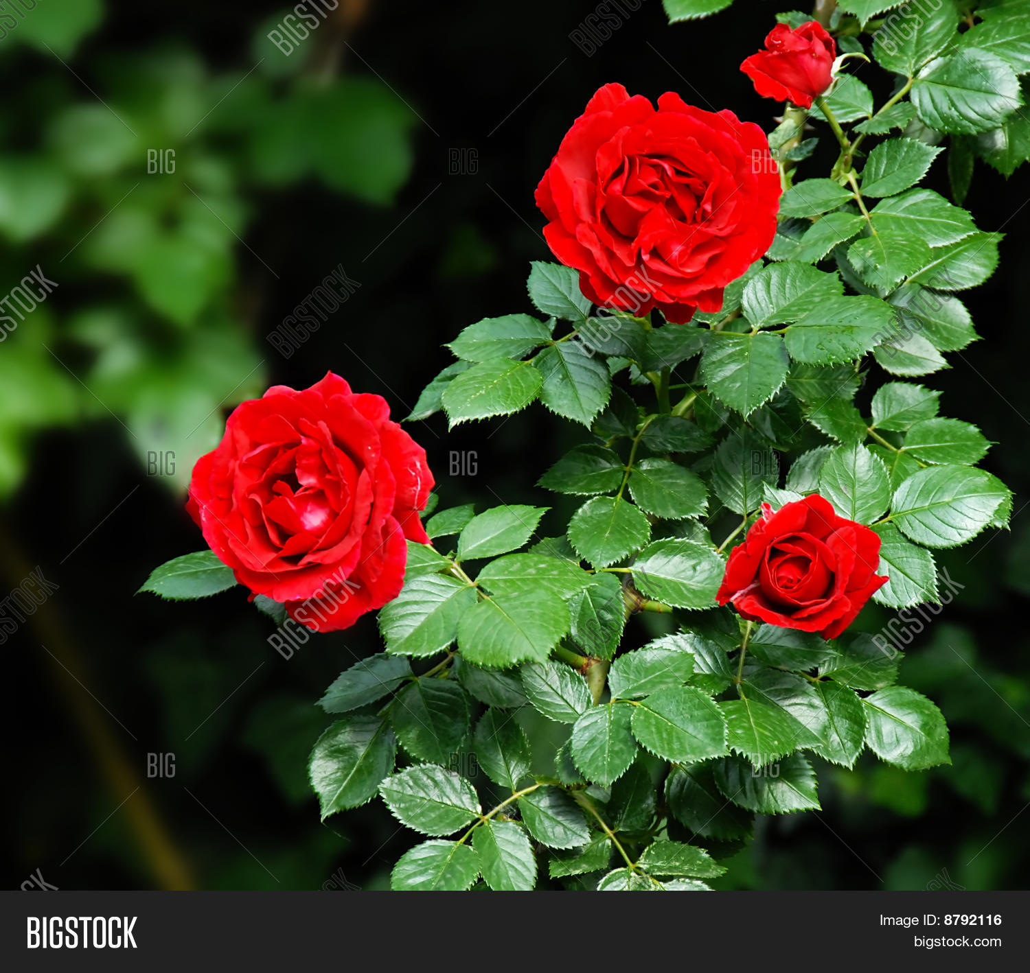 Red Roses Image & Photo (Free Trial) | Bigstock