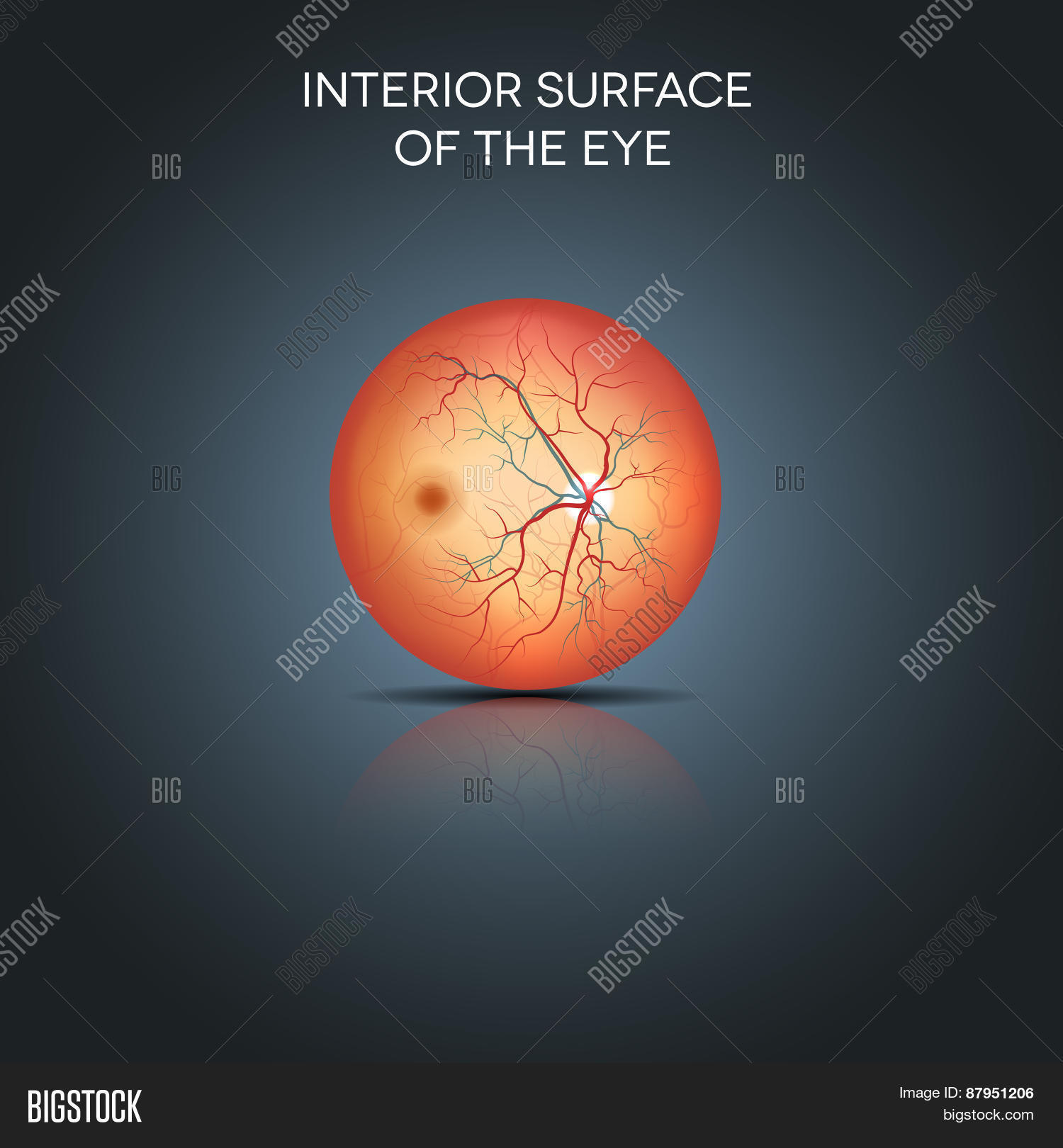 Anatomy Interior Vector & Photo (Free Trial) | Bigstock