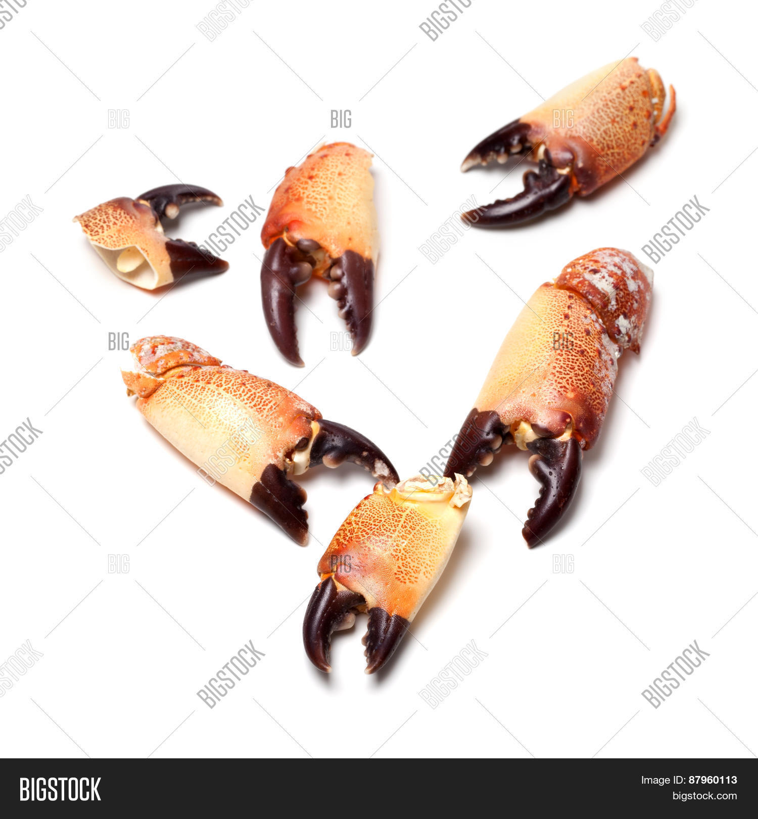 Boiled Chela Crab Image & Photo (Free Trial) | Bigstock