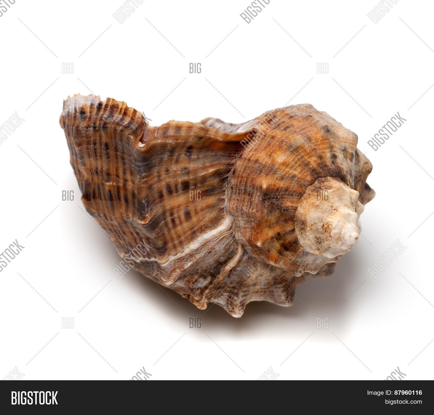 Shell Rapana Venosa On Image & Photo (Free Trial) | Bigstock