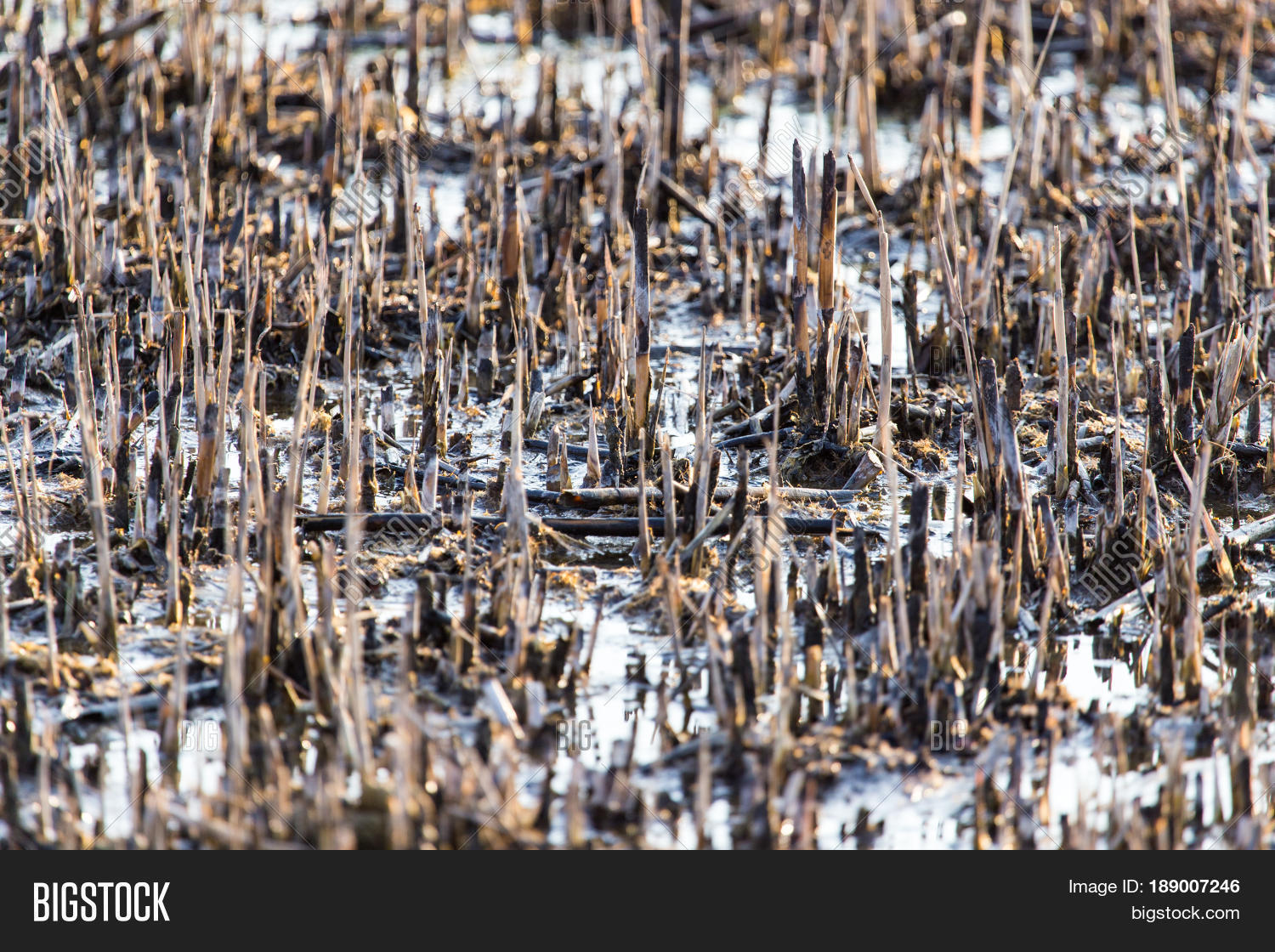 Burnt Cane Swamp Image & Photo (Free Trial) | Bigstock