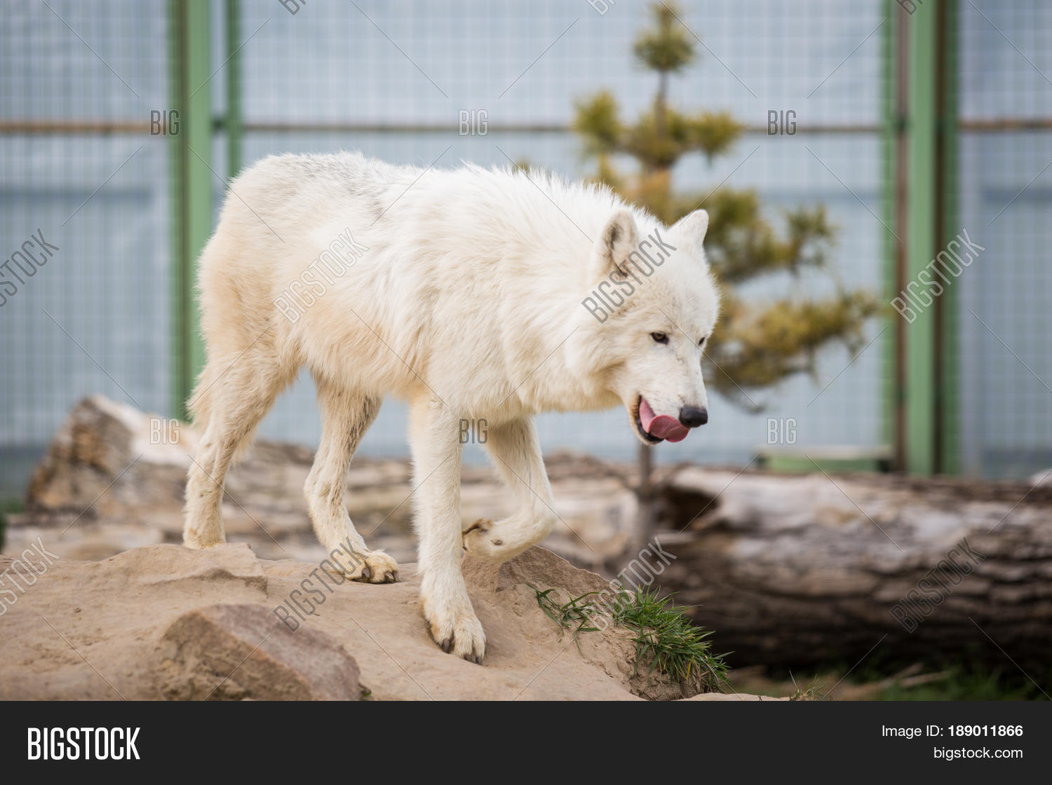 Arctic White Wolf Image & Photo (Free Trial) | Bigstock