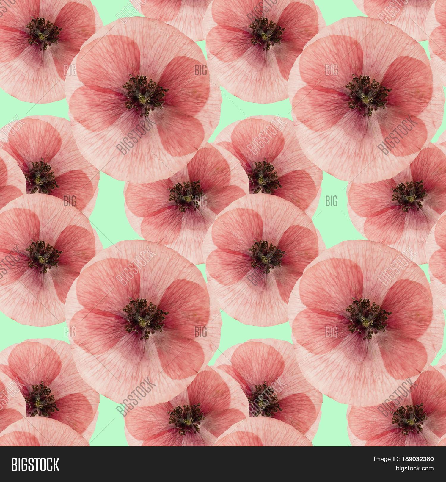 Poppy. Texture Flowers Image & Photo (Free Trial) | Bigstock