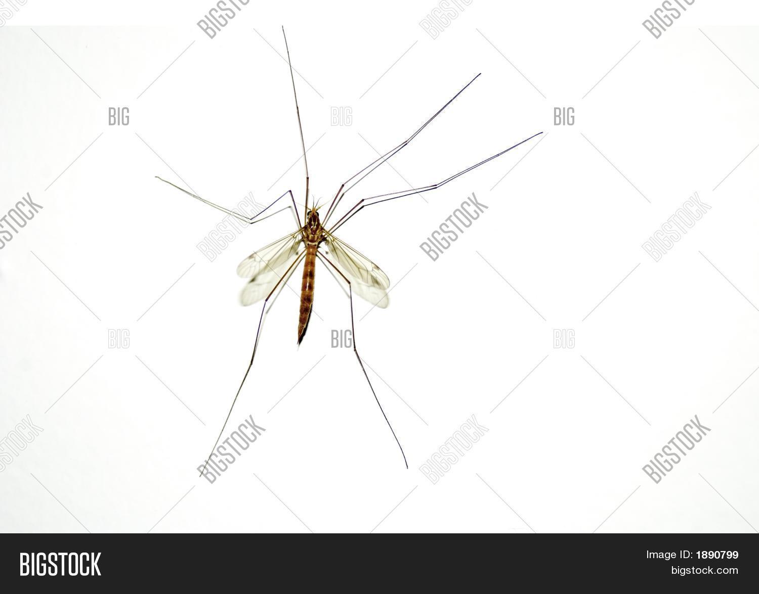 Daddy Long Legs Insect Image & Photo (Free Trial) | Bigstock