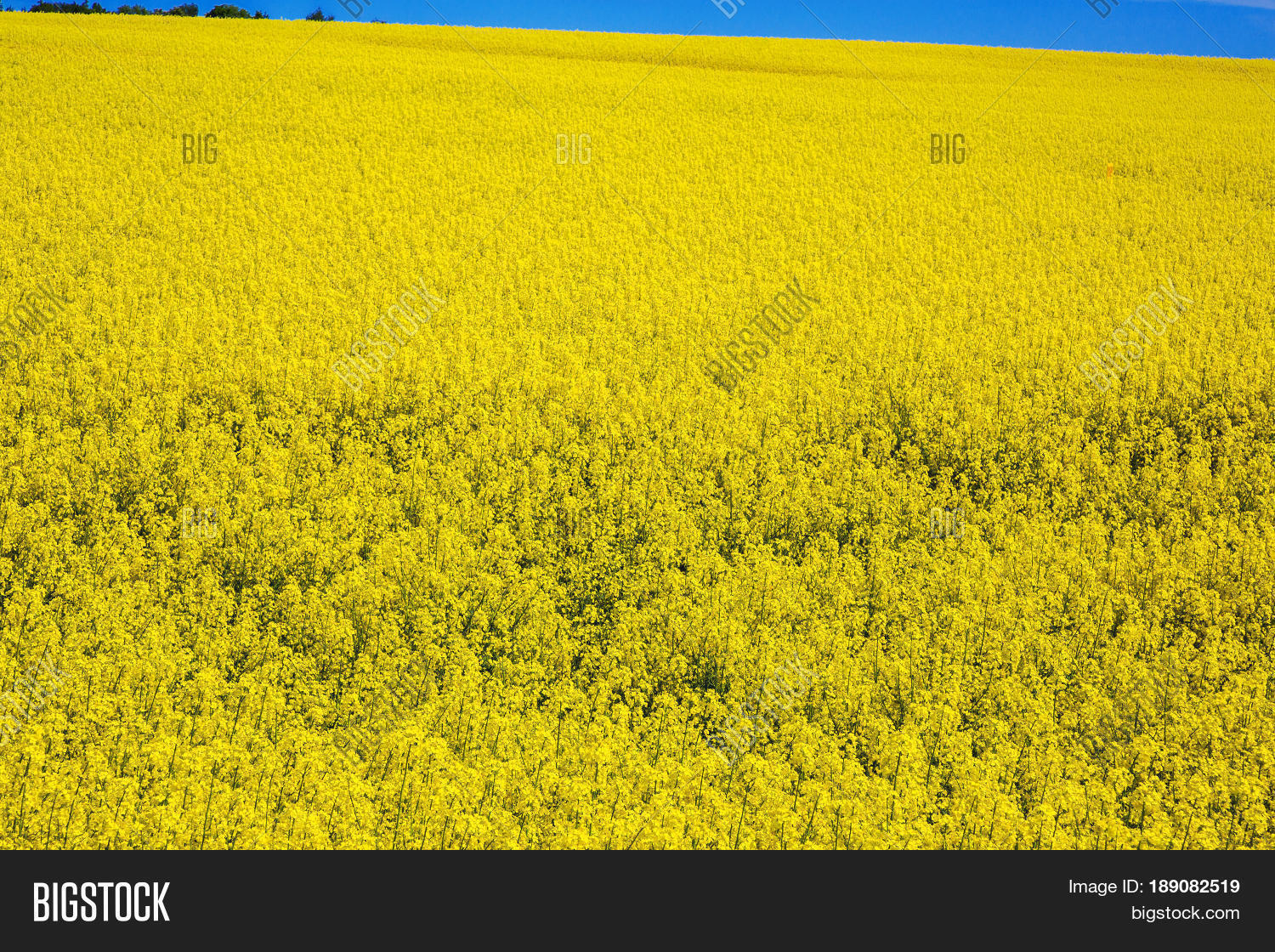 Field Yellow Rapeseed Image & Photo (Free Trial) | Bigstock