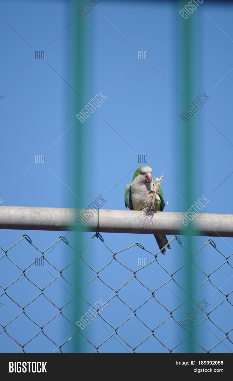 Green Parrot Handling Image & Photo (Free Trial) | Bigstock